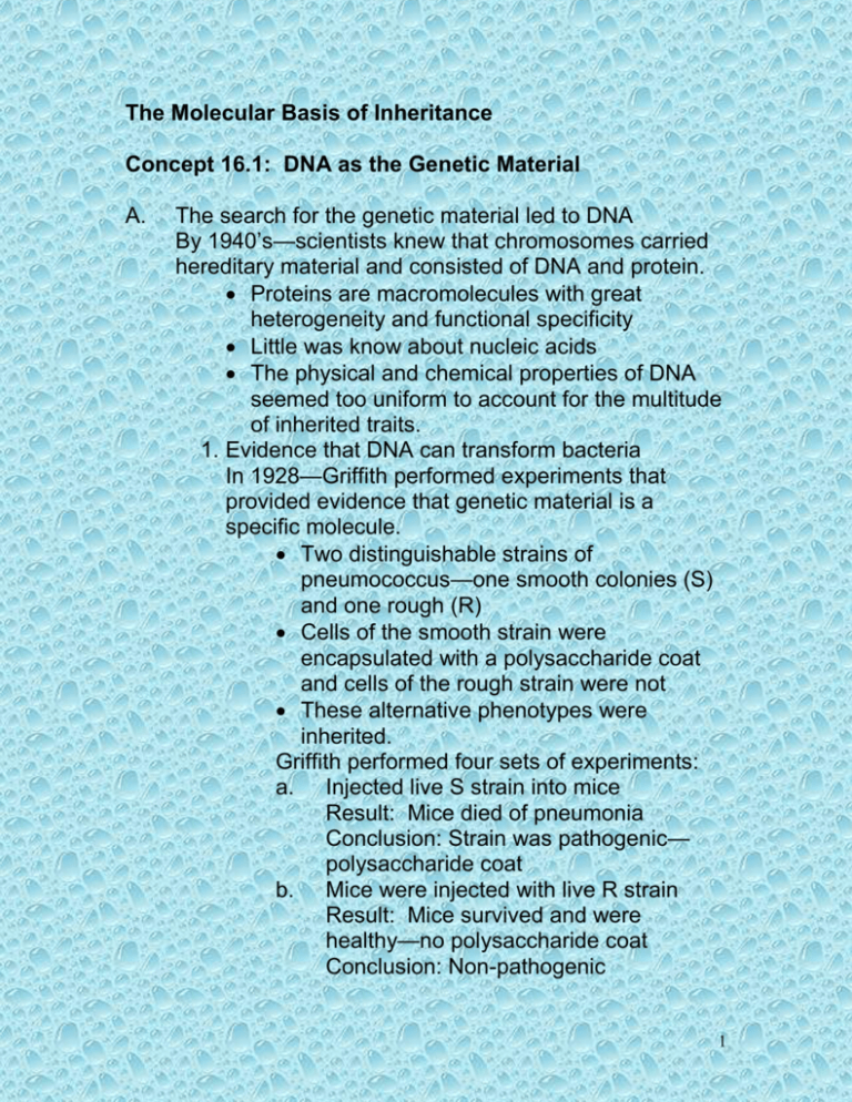 The Molecular Basis of Inheritance