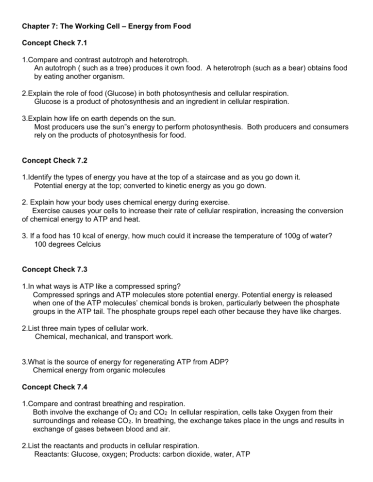 Chapter 7: The Working Cell – Energy from Food
