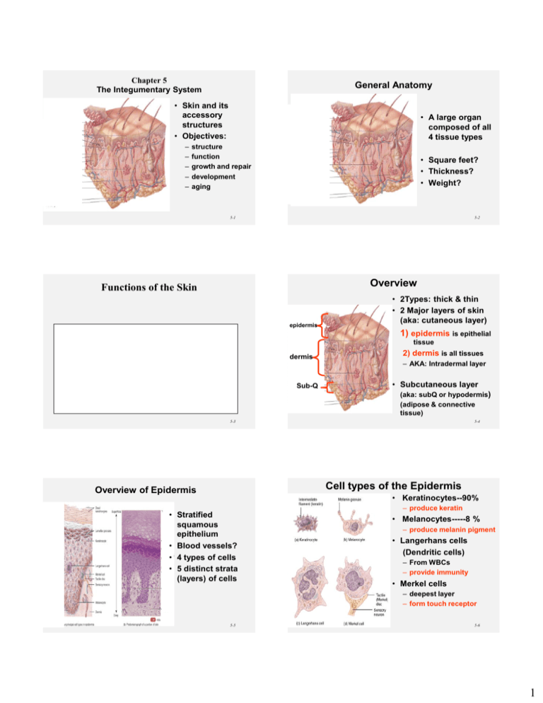 Cell types of the Epidermis