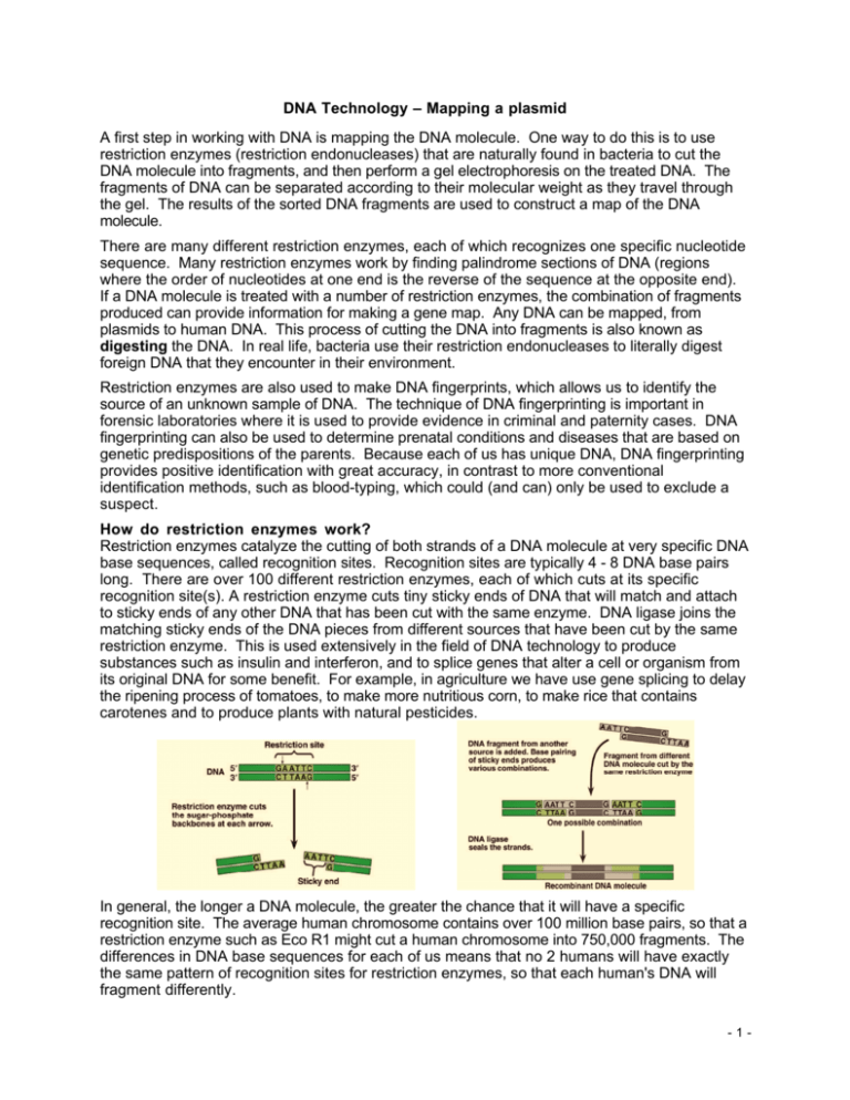 Mapping a plasmid - Biology Junction