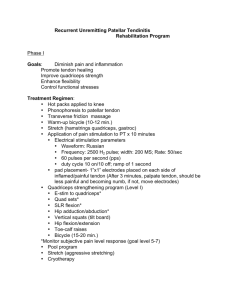 rehabilitation guidelines for patellar tendon and