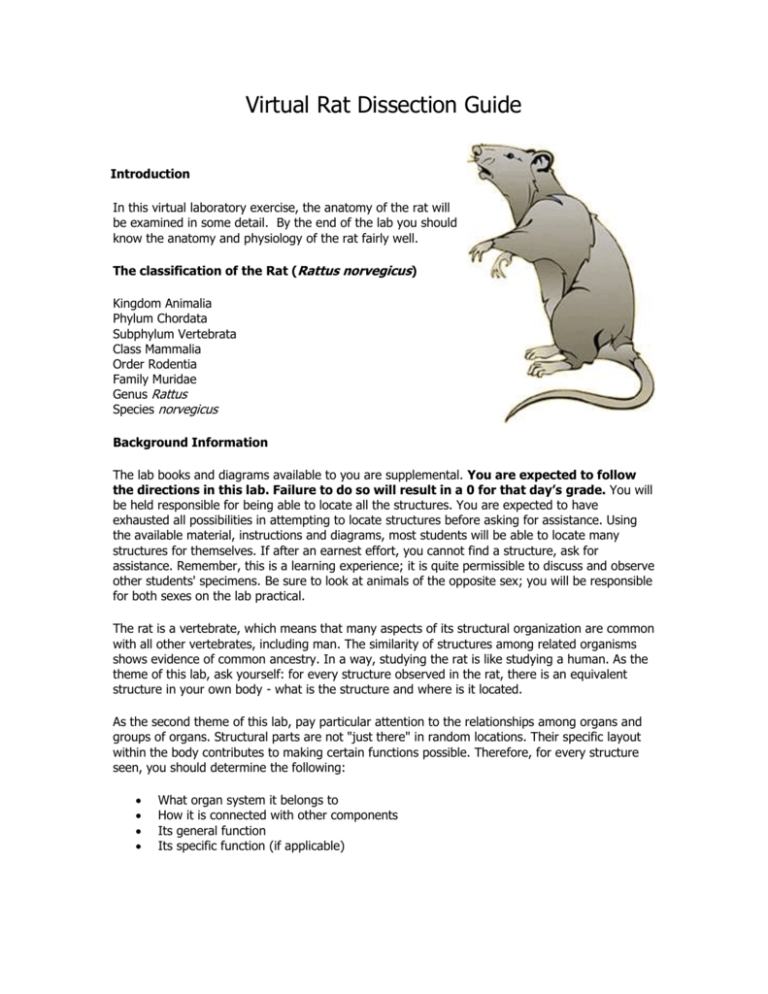 Virtual Rat Dissection Guide