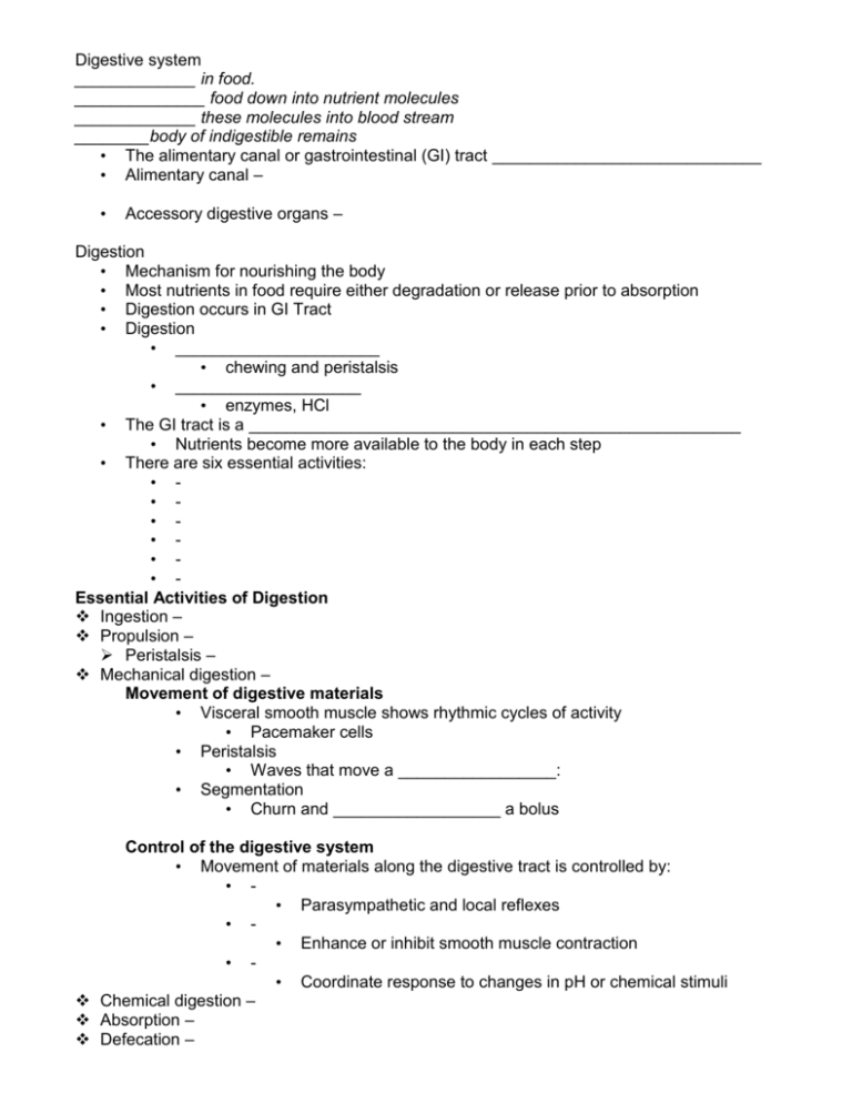 digestive system notes