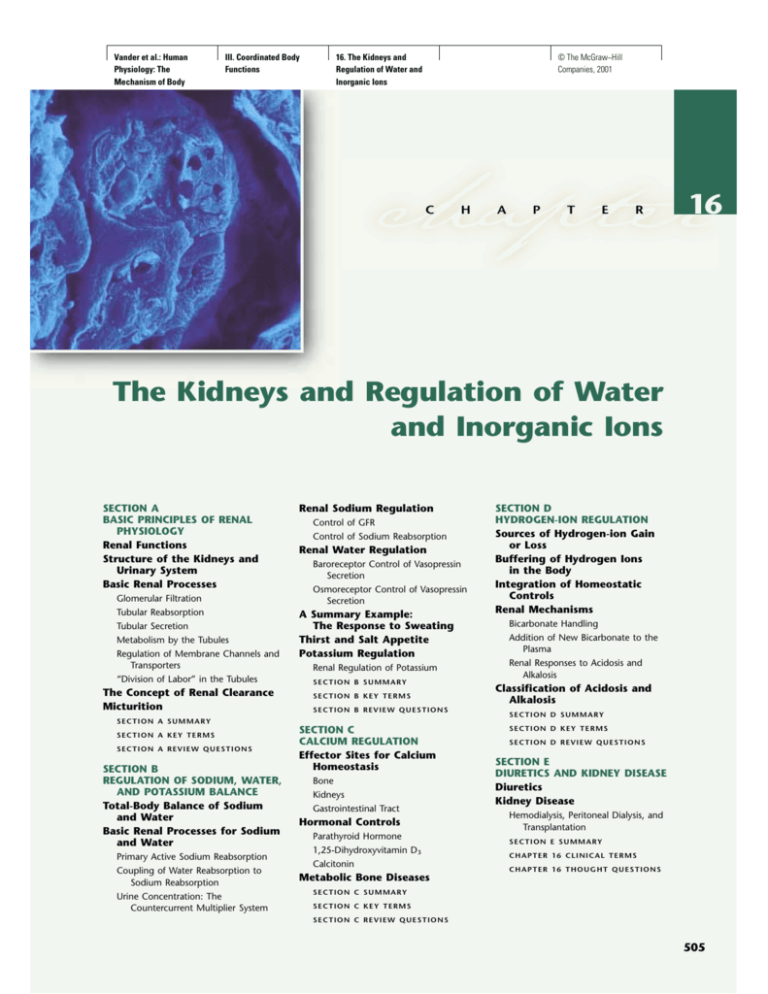 16 The Kidneys and Regulation of Water and Inorganic Ions