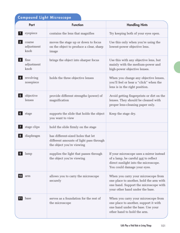 Compound Light Microscope