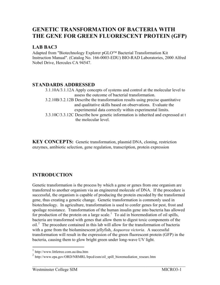 Pglo Bacterial Transformation