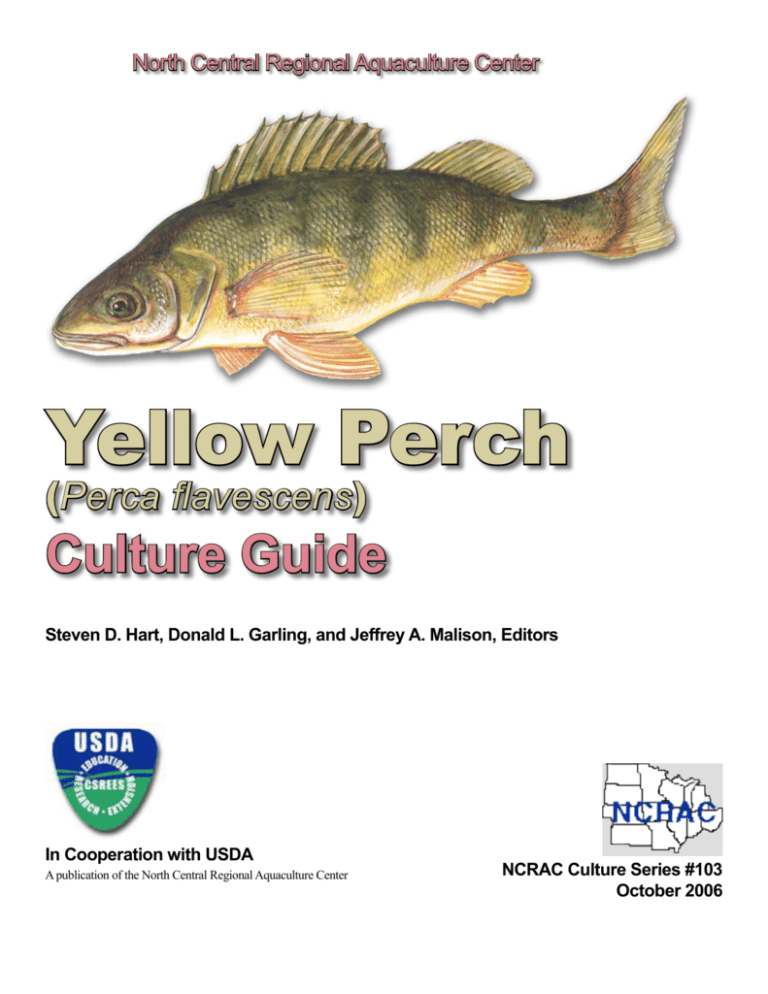 Yellow Perch