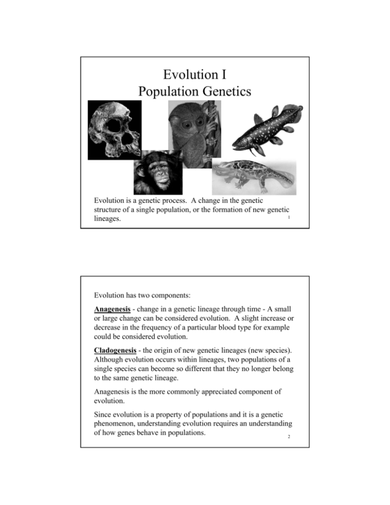 Evolution I Population Genetics