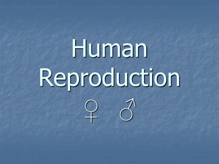 Human Reproduction Powerpoint