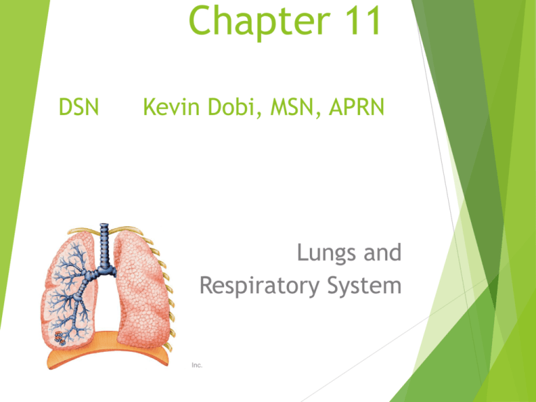 Lungs and Respiratory System