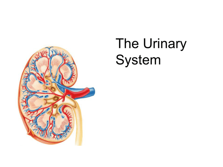 Urinary System Notes