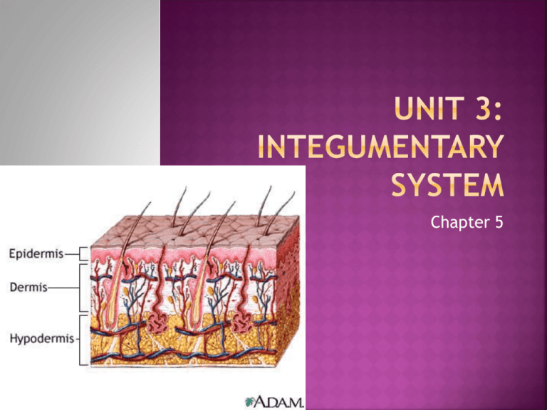 Integumentary System