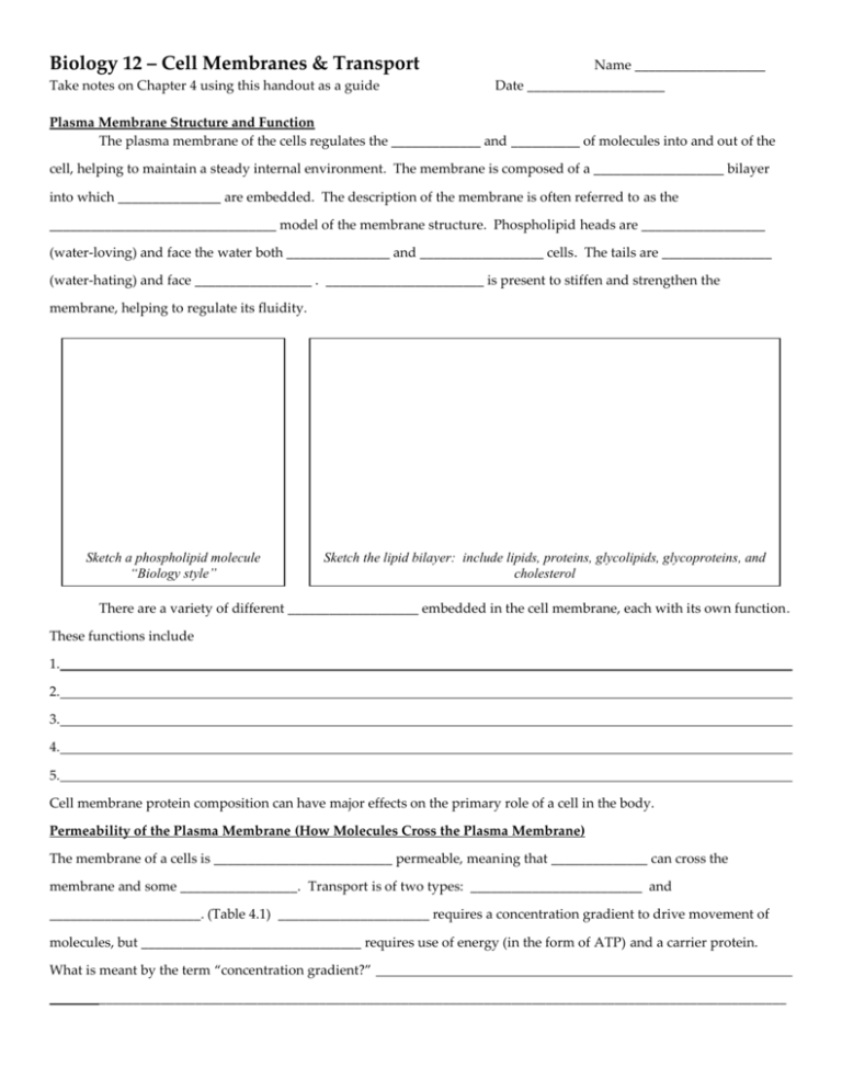 Cell Membranes and Transport Notetaking Worksheet