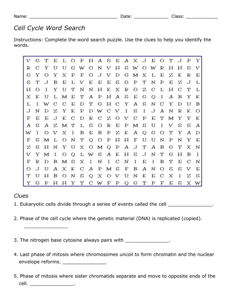 Cell Cycle Word Search Worksheet