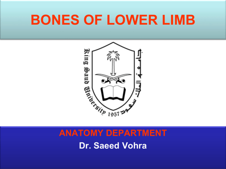 Lecture 1 Bones Of The Lower Limb 2012 Lecture 1 Bones Of The Lower Limb 2012