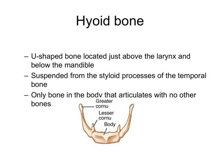 Hyoid bone