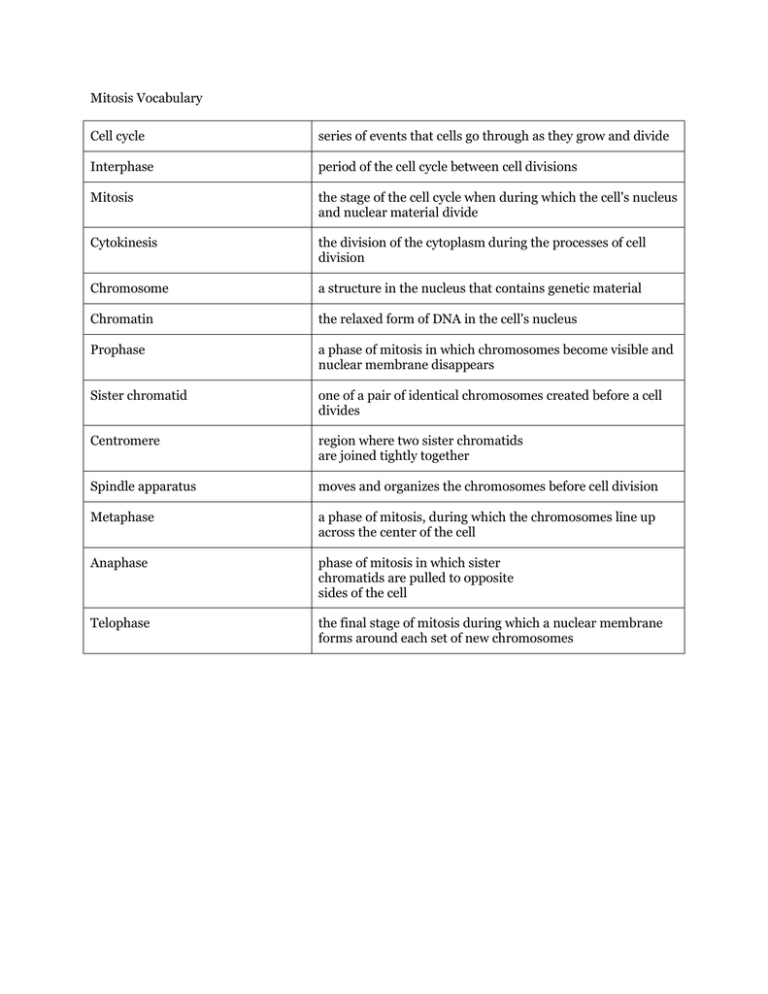 Mitosis Vocabulary: Cell Division Terms Explained