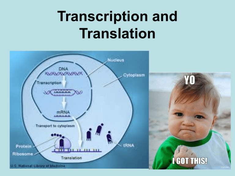 Transcription and Translation