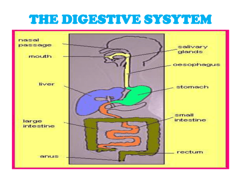 DIGESTIVE SYSYTEM