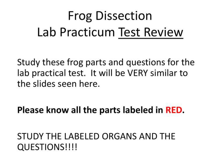 Frog Dissection Lab Practicum Test Review