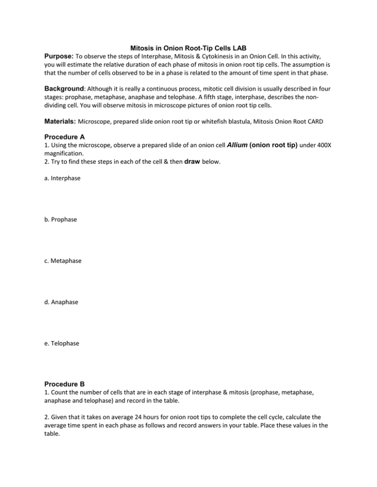 Mitosis in Onion Root-Tip Cells Lab Worksheet