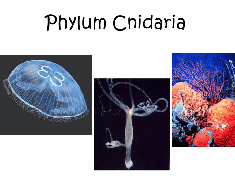 Phylum Cnidaria: Characteristics, Body Plans & Life Cycles