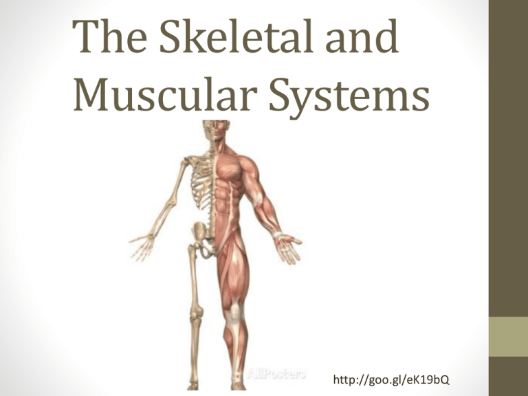 Skeletal & Muscular Systems: Functions, Parts, Injuries