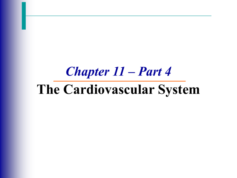 Cardiovascular System: Arteries, Veins, and Circulation