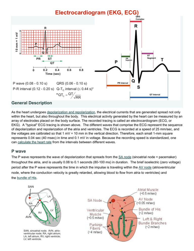 EKG/ECG Interpretation: Heart Function & Stress Test Analysis