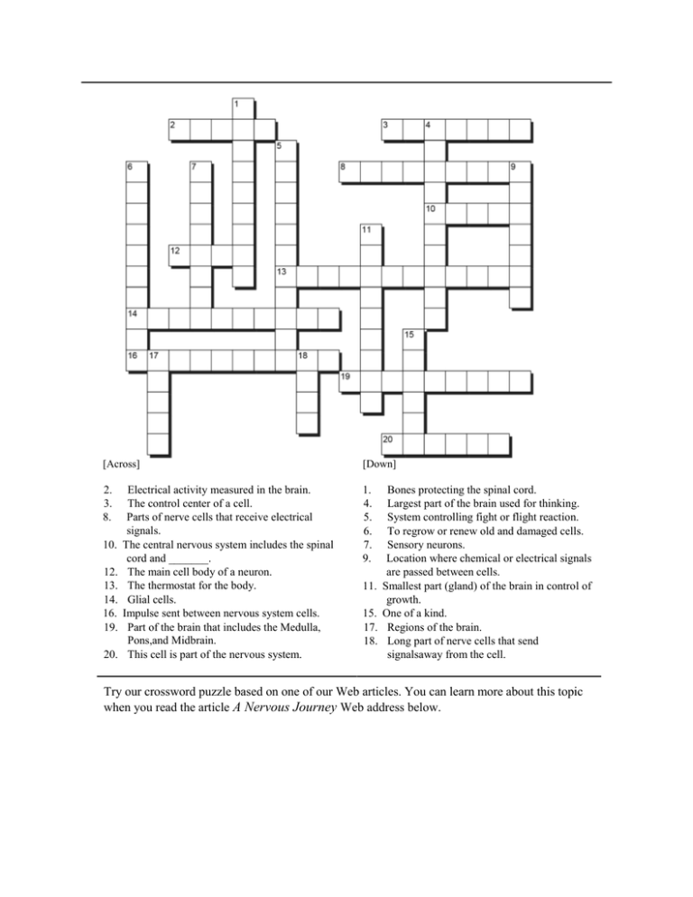 Nervous System Crossword Puzzle: Brain & Neurons