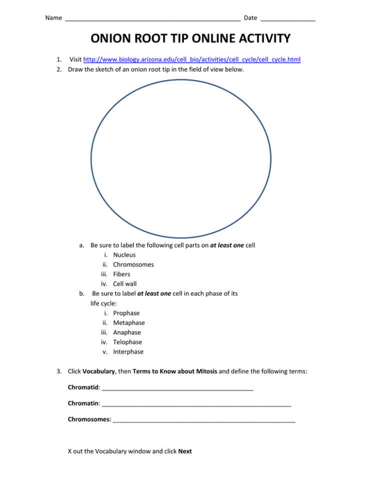 Onion Root Tip Cell Cycle Activity Worksheet