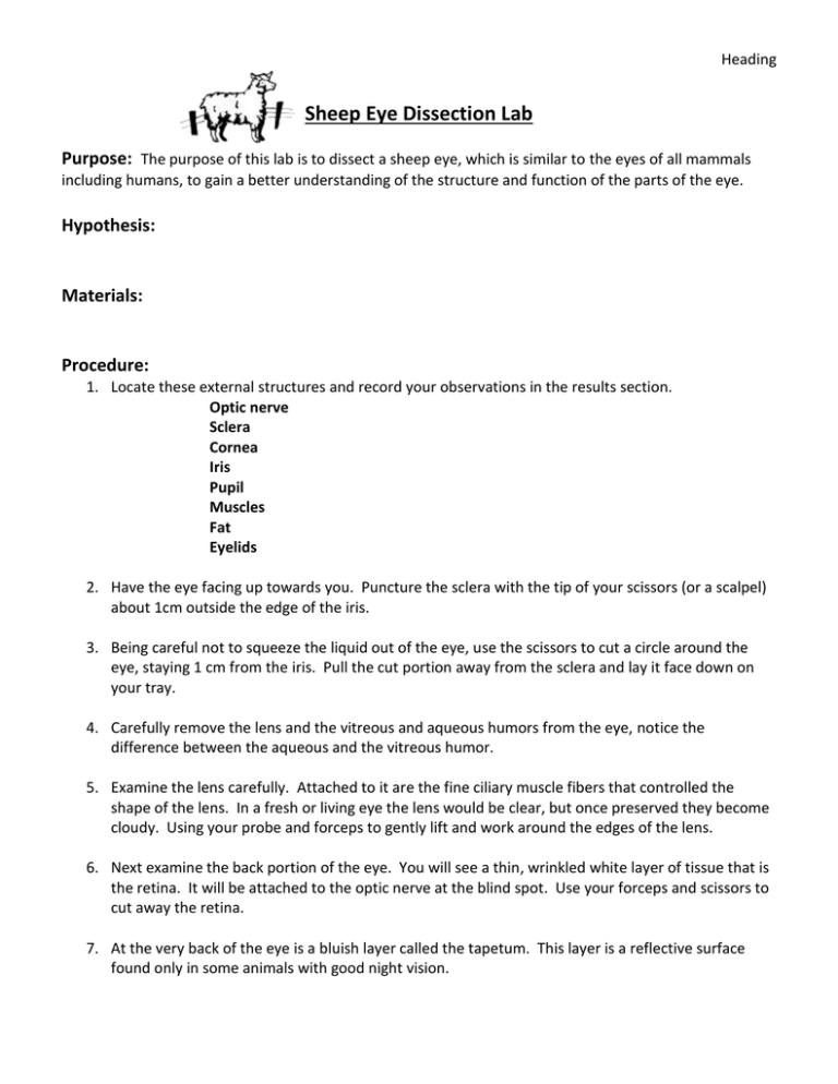 Sheep Eye Dissection Lab: Anatomy Guide
