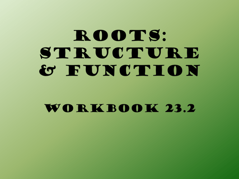 Plant Root Structure & Function Workbook: High School Biology