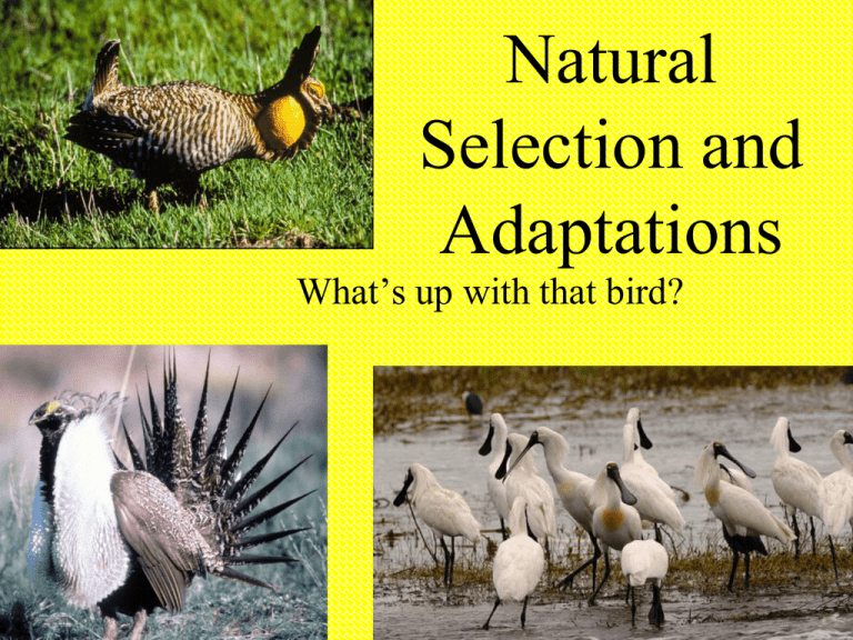 Natural Selection & Adaptations: Darwin's Finches & Moths