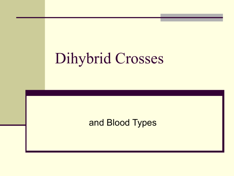Dihybrid Crosses & Blood Types: Genetics Explained