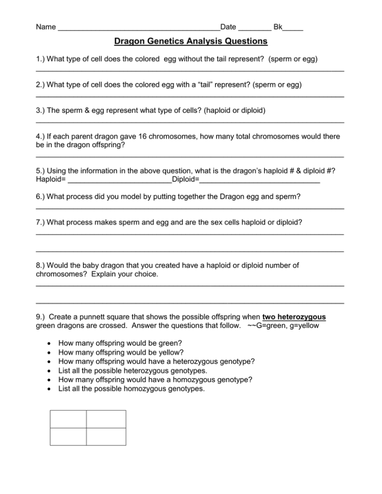 Dragon Genetics Worksheet: Haploid, Diploid, Punnett Squares