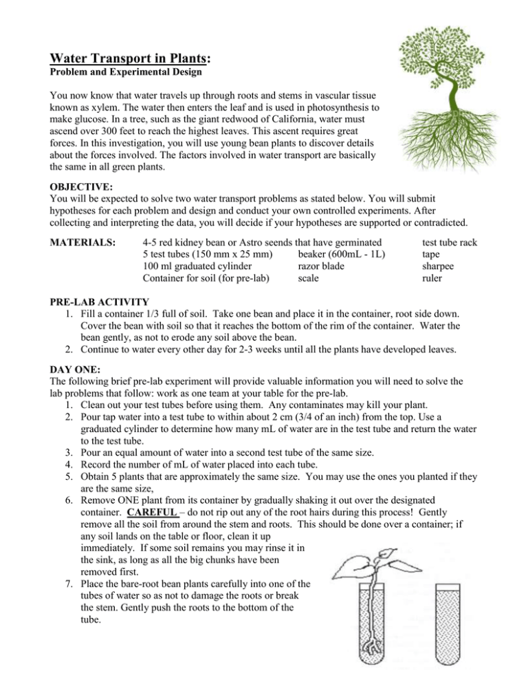 Water Transport in Plants Lab: Experiment & Design