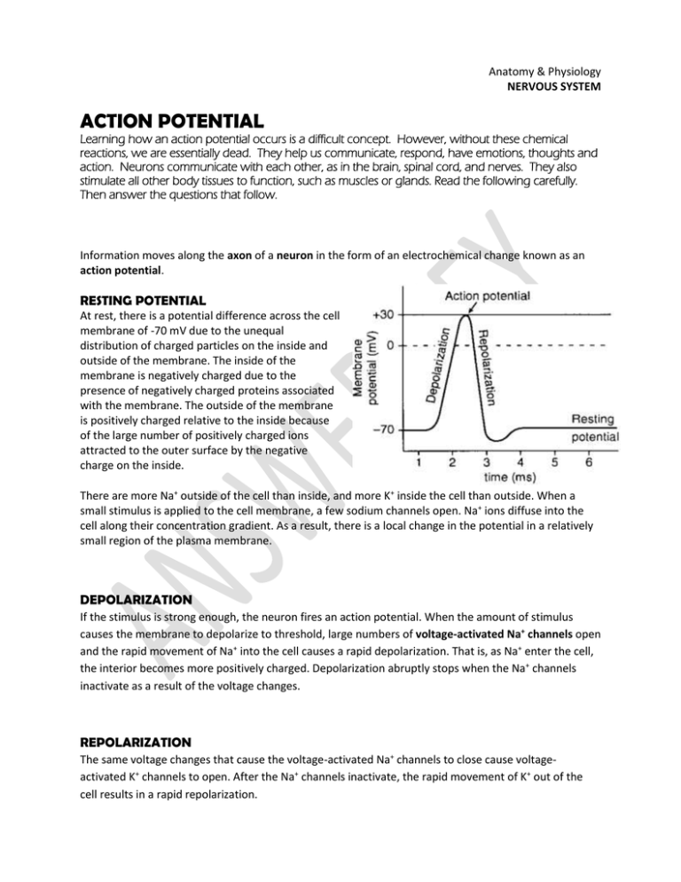 Action Potential