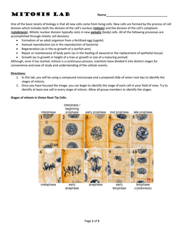 Mitosis Lab: Onion Root Tip Cell Analysis