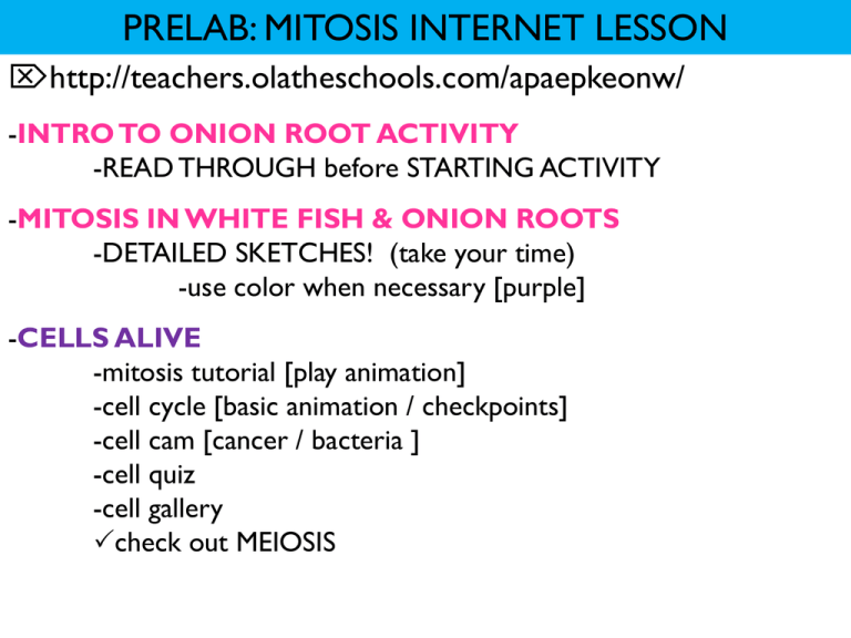 Mitosis Lab: Onion Root Cell Division