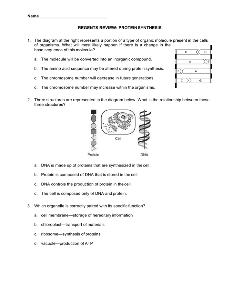 Protein Synthesis Regents Review Worksheet