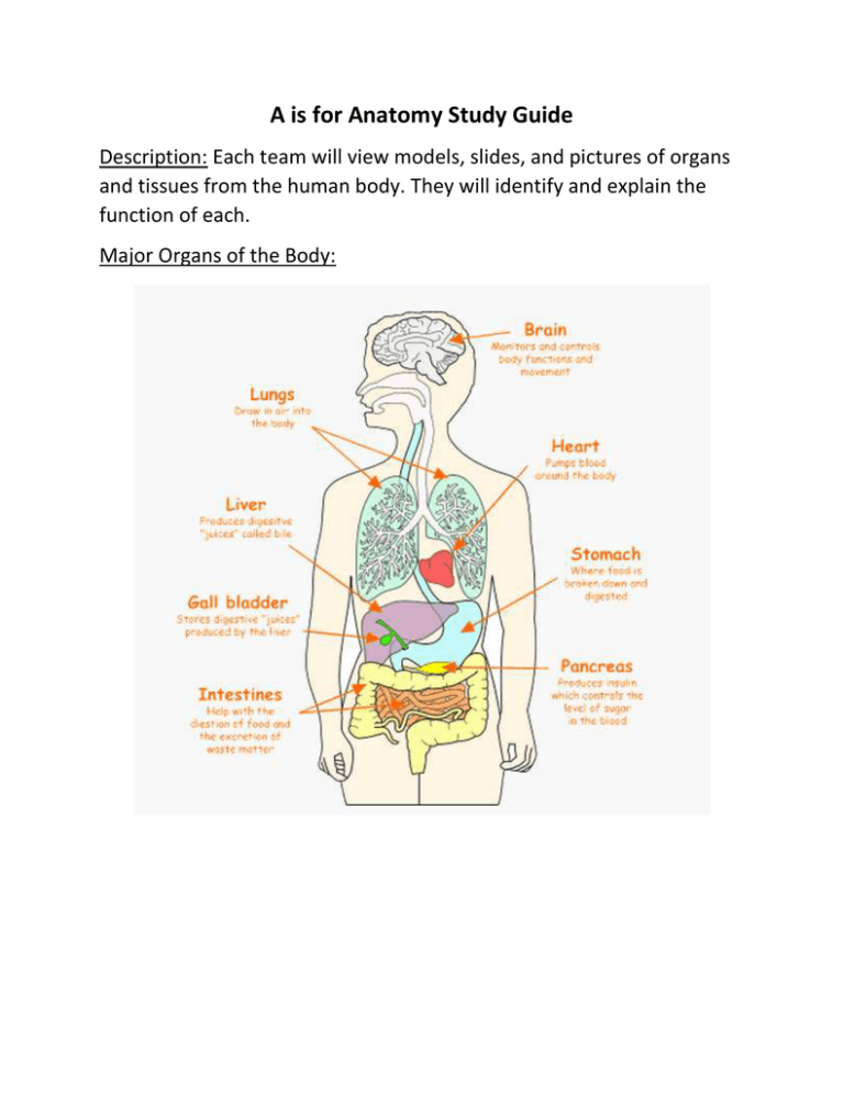 A-is-for-Anatomy-Study-Guide