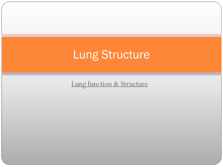 Lung Structure