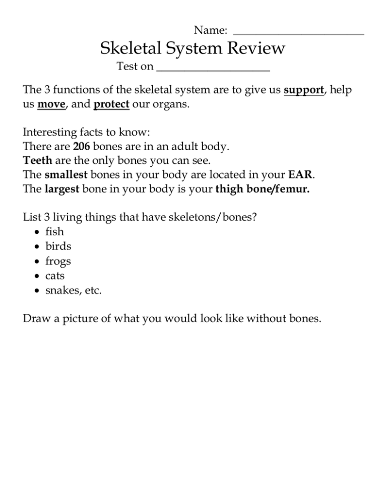 Review-Skeletal System