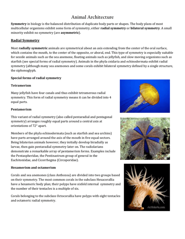 Animal Symmetry: Radial, Bilateral, Asymmetry Assignment
