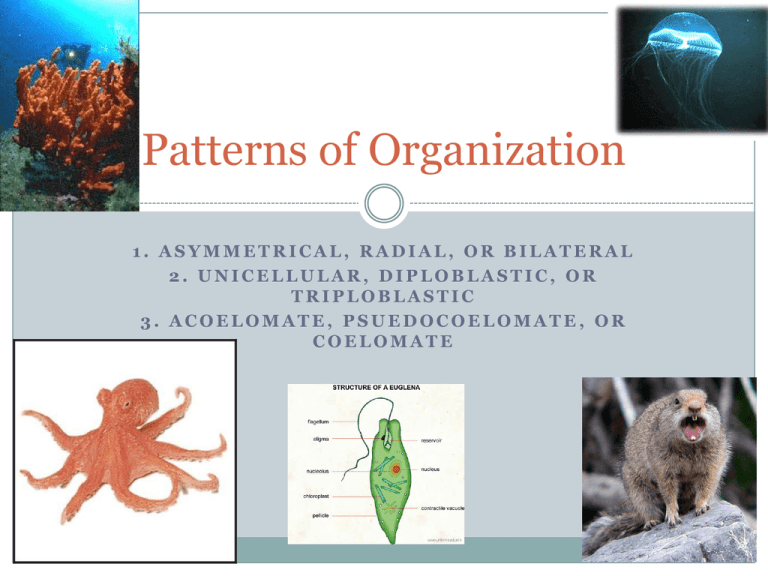 Patterns of Organization