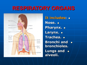 ANT- Respiratory System