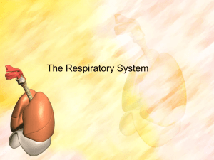 Respiratory System of Pig