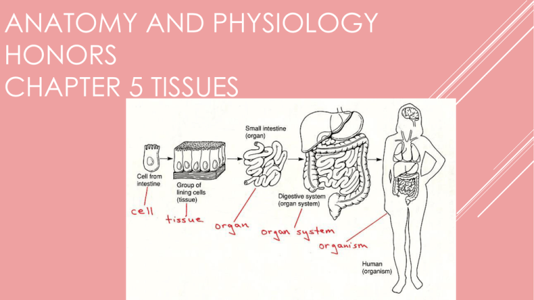 AP Chapter 5 Tissues