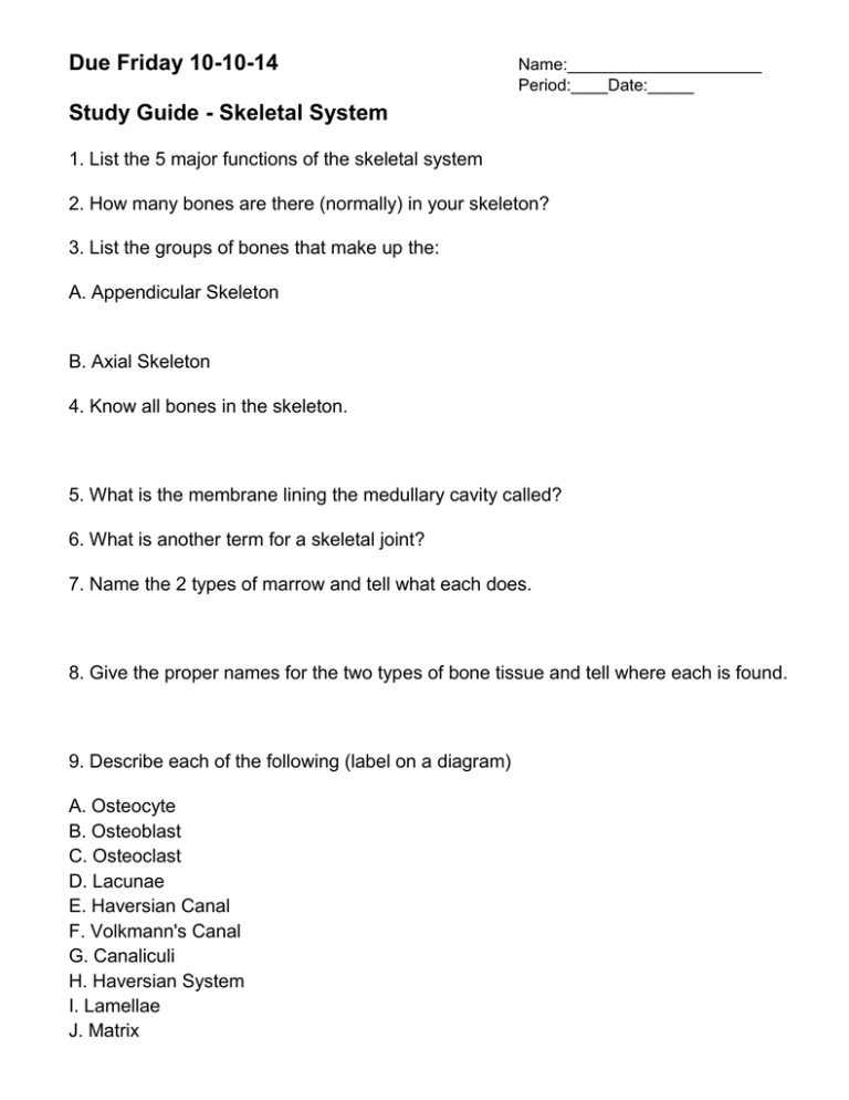 Skeletal System Study Guide: Anatomy & Functions